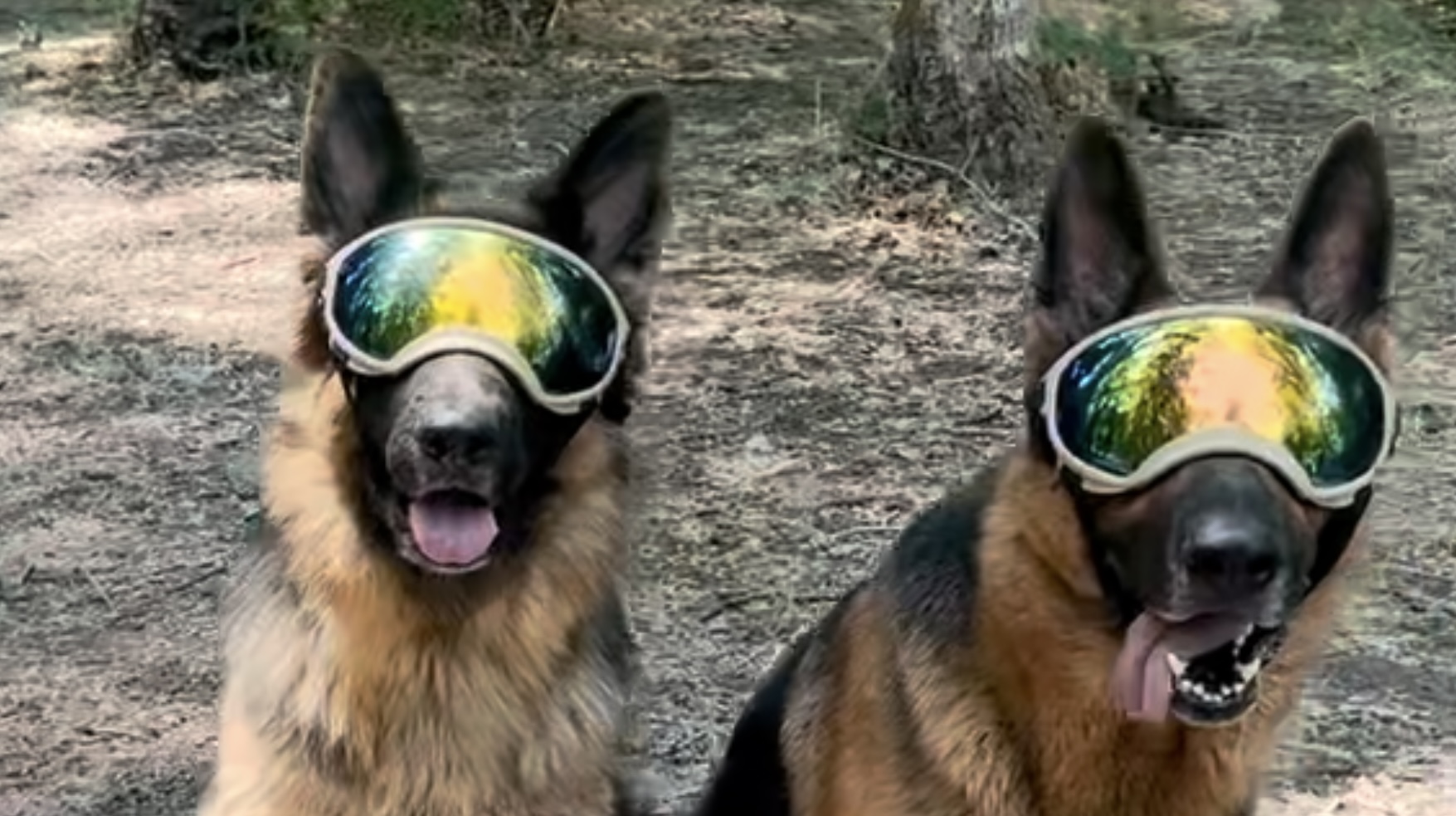 Why Every Dog Needs Doggles: Top Reasons to Invest in Eye Protection ...